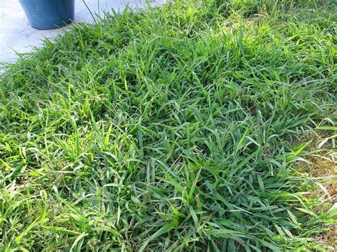 Types Of Crabgrass Identifying Varieties In Lawns