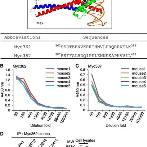 Production Of Anti C Myc Monoclonal Antibody Inhibiting Dna Binding Of C Myc And Max Dimer By