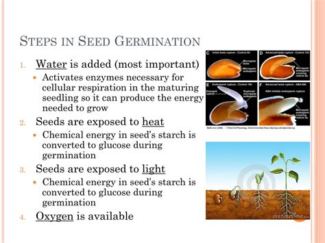 A Plant Is Born Seed Germination Seed Germination Ger Vrogue Co