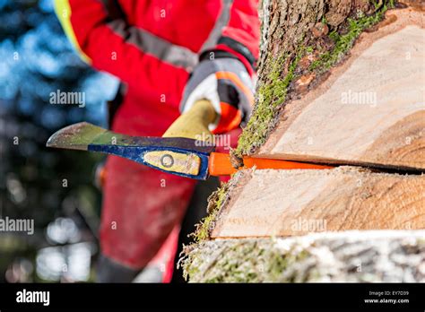 Felling The TreeWorker Felling The Tree With Chainsaw And Wedges Stock Photo Alamy