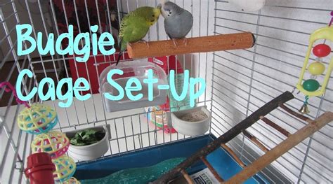 Best Budgie Cage Set Up How To Set Up A Parrotlet Cage Qner