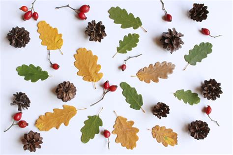 가 배경입니다 콘과 흰색 테이블 배경에 Rosehips 크리에이 티브 평면 레이아웃 다채로운가 단풍 가 장식 개념 플랫 하다 0명에 대한 스톡 사진 및 기타 이미지 Istock