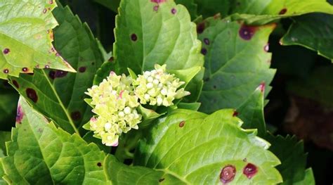 17 Common Problems With Hydrangeas And How To Avoid Them 17 Common Problems With Hydrangeas And How To Avoid Them