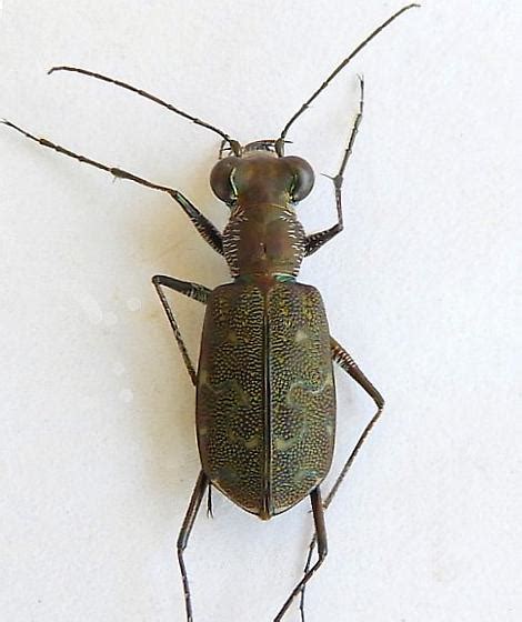 Florida Beetle For Id Bugguidenet