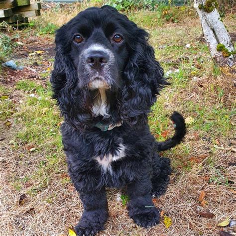 Milo Sa5046 Reserved Cocker Spaniel North Cornwall Devon Border England Spaniel Aid Cio