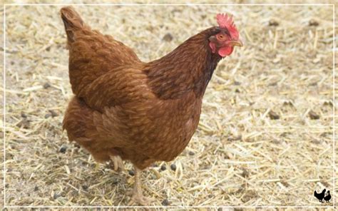 10 Brown Chicken Breeds For Beginners Learnpoultry