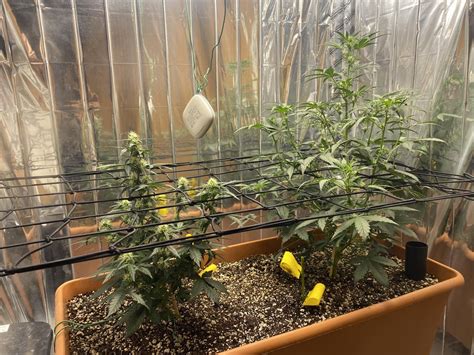 Two Auto Flowers Two Very Different Results Rcannabiscultivation