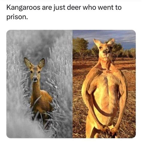 Kangaroo Funny Meme