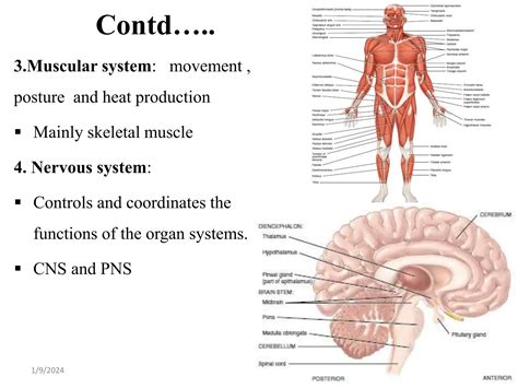 Anatomy Introductionpptx Biological Sciences Science