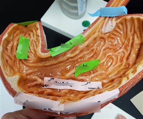 Bio 211 Stomach Diagram Quizlet