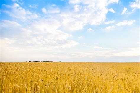 Поле золотой пшеницы на фоне голубого неба с белыми облаками Концепция сельского хозяйства и