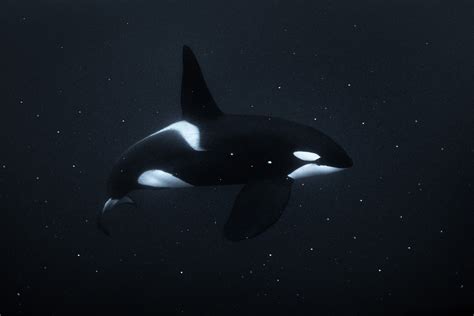 Killer Whale Black And White