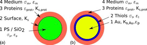 Core Shell Model For A Particles Functionalized With Proteins And Download Scientific