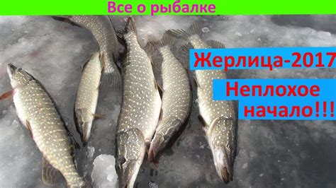Жерлица на щуку. Очень удачно! - YouTube
