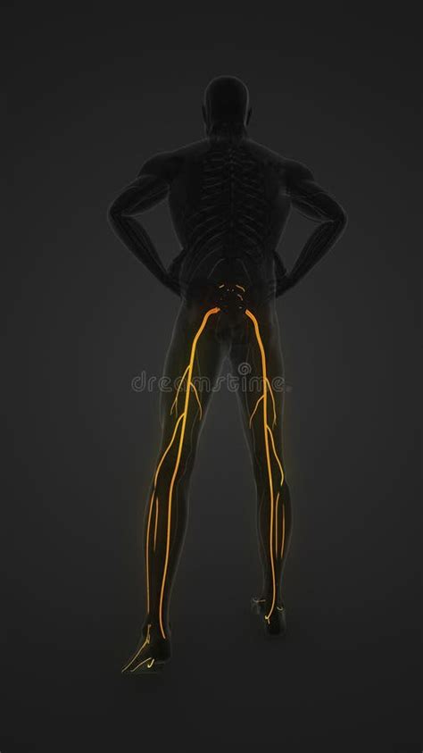 Highlighted Sciatica Nerve In Male Anatomy Stock Illustration Illustration Of Vertical