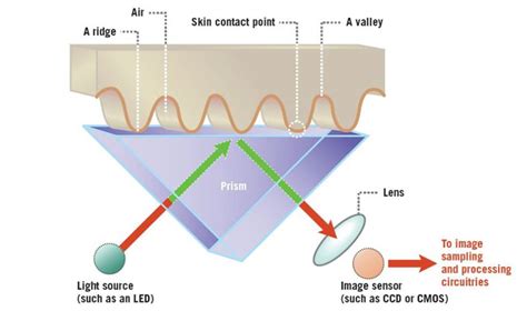 Fingerprint Sensors Face Off Capacitive Vs Optical