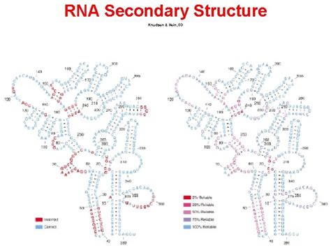 RNA Secondary Structure What Is RNA Definition Of