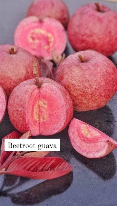 20 Seeds Of Thai Red Guavaruby Supreme Guavapsidium Guajava High Germination Etsy