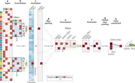 Deep Learning Techniques For Genomics Modelling