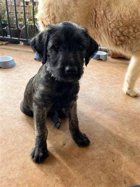 Black Irish Wolfhound Mix