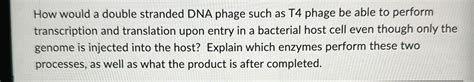 Solved How Would A Double Stranded Dna Phage Such As T4