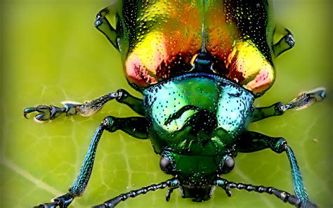 How To Write A Bug Tracker In Javascript