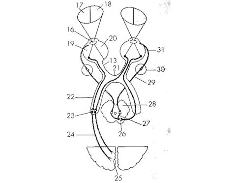 Neural Visual Pathway Quiz