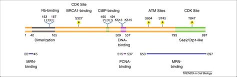 Protein Domains Of Human Ctip Important For Its Function And