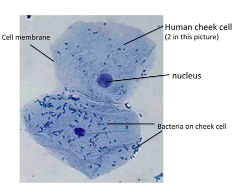 Cheek Epithelial Cells Bacteria