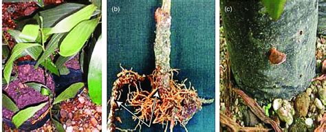 A Wilting Symptom Of Red Root Rot Infected Acacia Mangium Seedlings