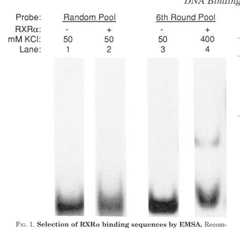 Figure 1 From Dna Binding Specificity And Function Of Retinoid X Receptor Alpha Semantic Scholar