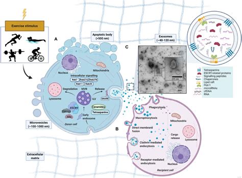 区分细胞外囊泡extracellular Vesicles Vs 外泌体exosomes Ouq技术分享