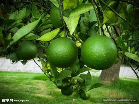 柚子摄影图 国内旅游 旅游摄影 摄影图库 昵图网