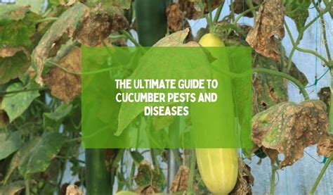 The Ultimate Guide To Cucumber Pests And Diseases Happiness Cucumber