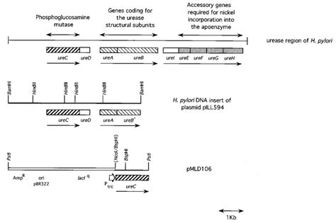 Localization Of The Urec Gene Near The Urease Region Of H Pylori And Download Scientific