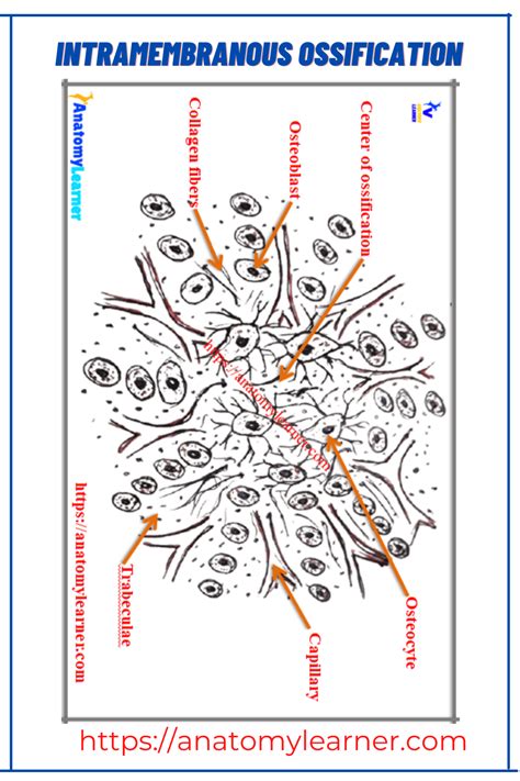 Intramembranous Ossification Process Tissue Types Anatomy Study Study Guide