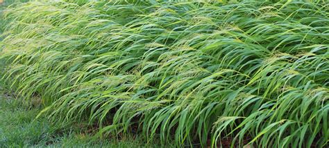 Growing Ornamental Landscape Grasses In Minnesota Grasses Landscaping Ornamental Grasses