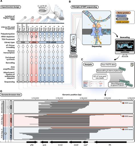 Figure From Nanopore Sequencing Of RNA And CDNA Molecules In Escherichia Coli Semantic Scholar