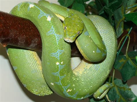Le Python Vert Ou Morelia Viridis Animogen