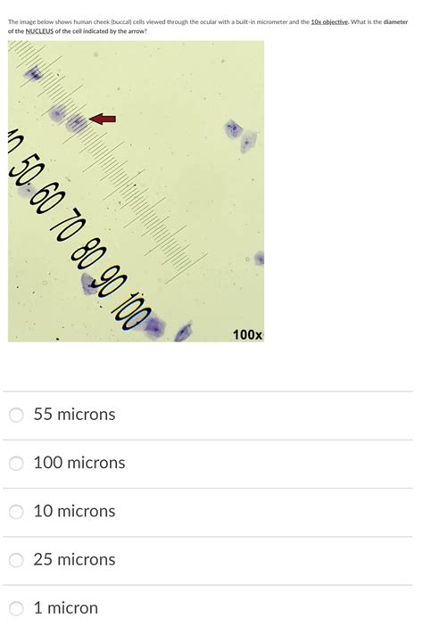 Solved The Image Below Shows Human Cheek Buccal ﻿cells