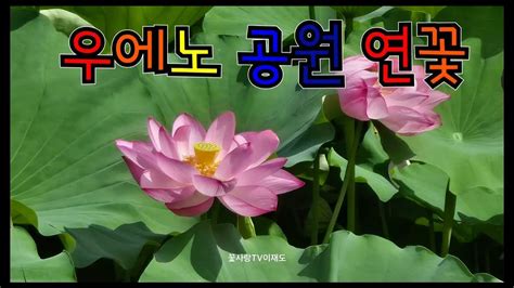 연꽃 축제 다녀왔어요 우에노 공원 연못 연꽃 꽃말은 깨끗한 마음 신성 청결 여러가지 꽃말이 있어요 부처님의 좌대 연화좌 약용식물 원산지 인도 입니다 Youtube