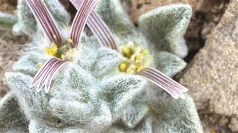 New Plant Species Discovered In Us National Park For First Time In 50 Years