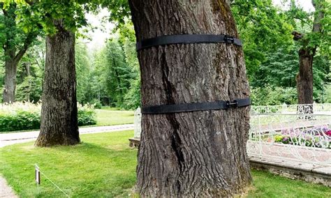 Tree Cabling And Bracing System Installations Viva Trees