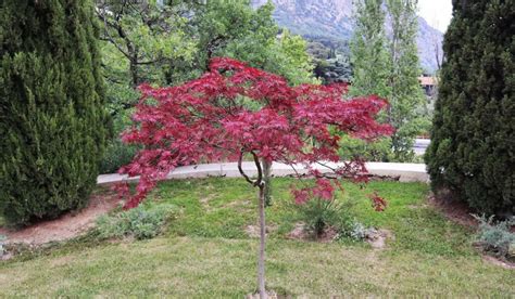 11 Beautiful Trees With Red Leaves All Year Around Crate And Basket