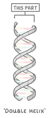 6 Inheritance Variation And Evolution Flashcards Quizlet