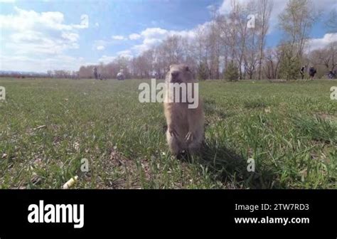 Gopher Known Ground Squirrel Stock Videos And Footage Hd And 4k Video