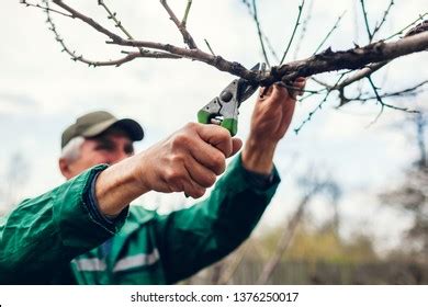 Man Pruning Tree Images Stock Photos Vectors Shutterstock