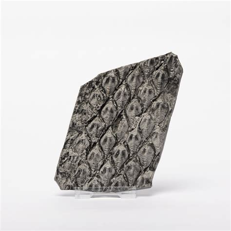 Lepidodendron Aculeatum Geoed