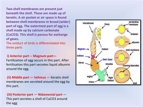 Types Of Egg Classification Of Eggs Structure Of Frog Egg Structure