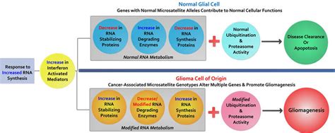 The Potential Contributions Of Cancer Associated Microsatellite Download Scientific Diagram